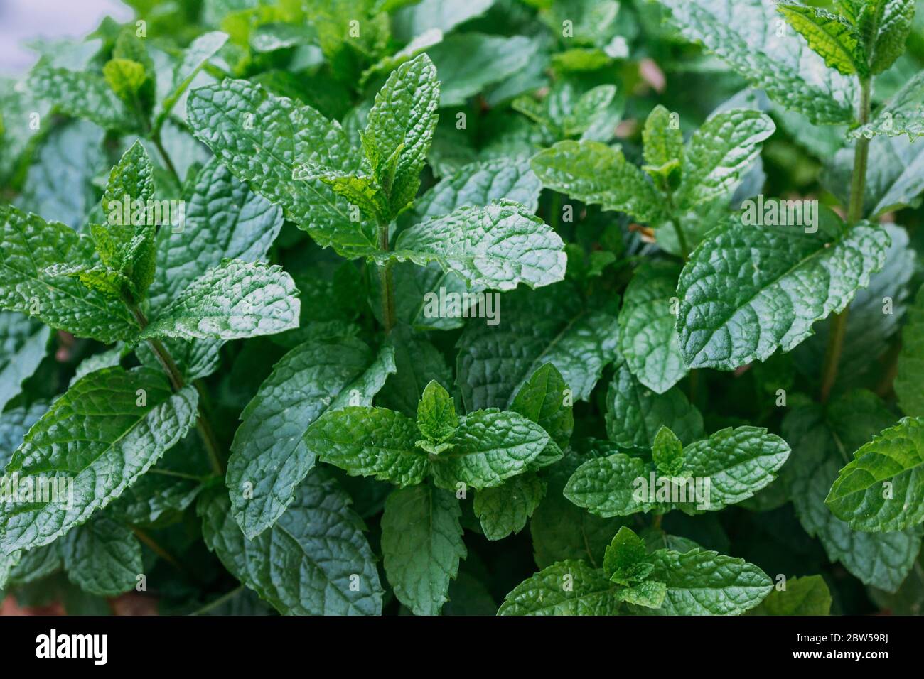 So aromatic green peppermint plant Stock Photo - Alamy