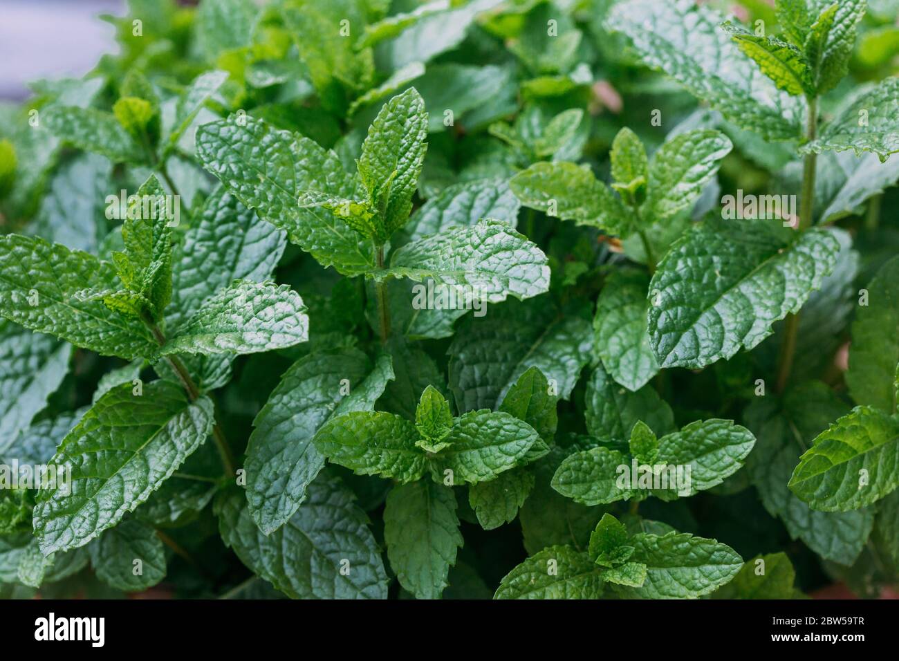 Essence of peppermint hi-res stock photography and images - Alamy