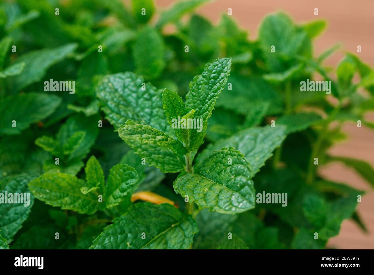Essence of peppermint hi-res stock photography and images - Alamy