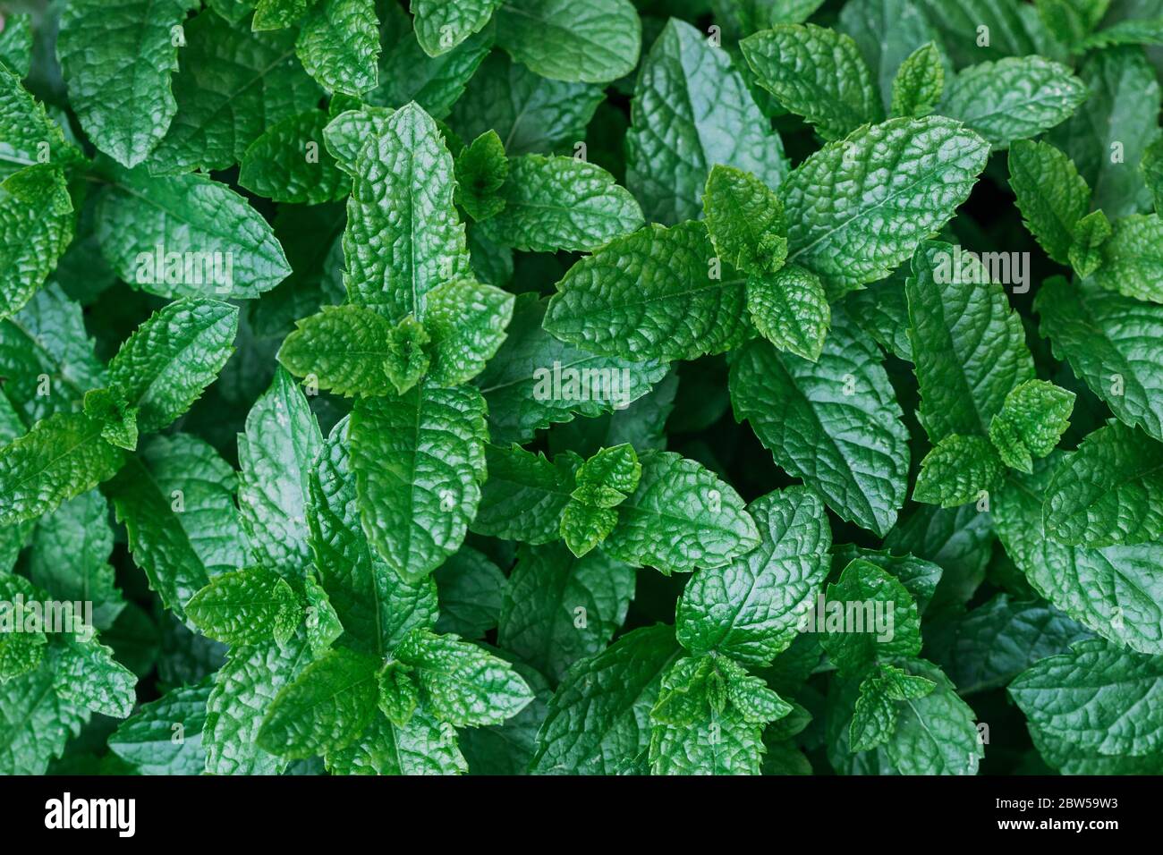 Peppermint bloom hi-res stock photography and images - Alamy