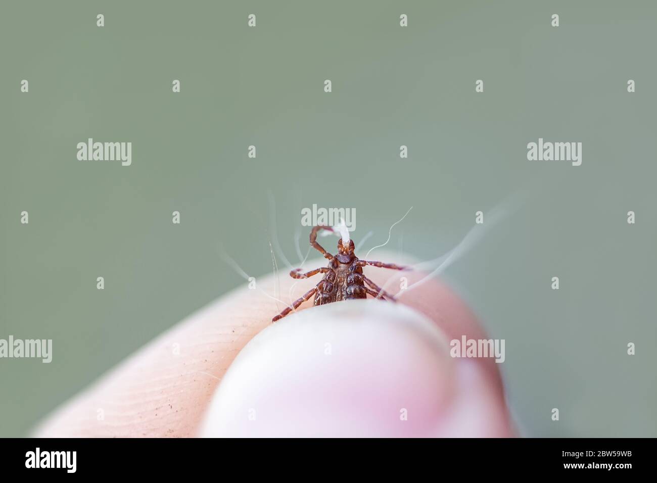 American dog tick between fingers, holding dog skin in its jaws Stock ...