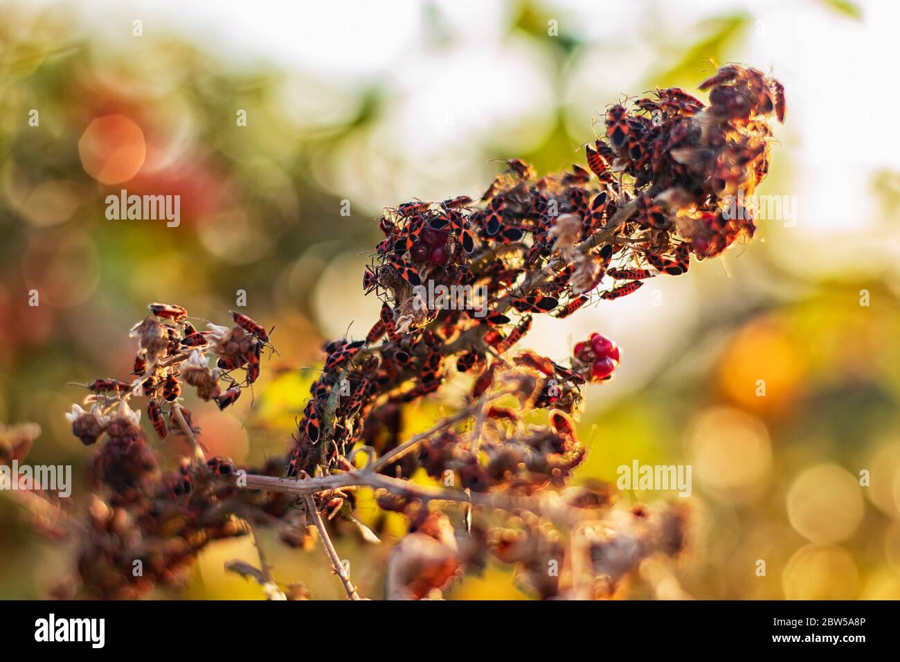 A large colony of red beetles with dark spots on hard wings sit on a ...