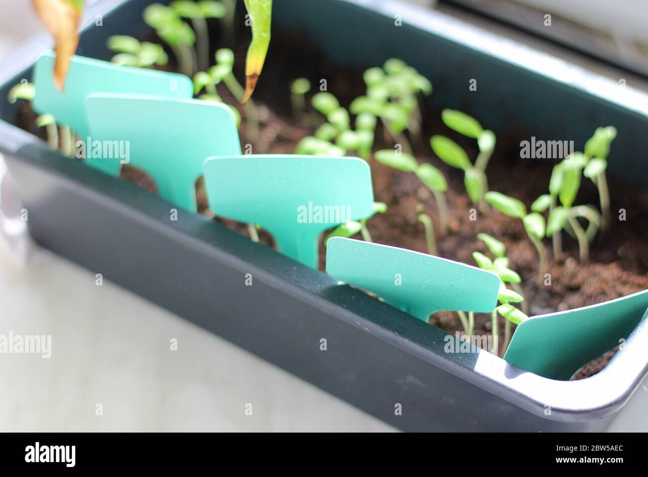 Green seedlings in a container with soil and signs for inscriptions ...
