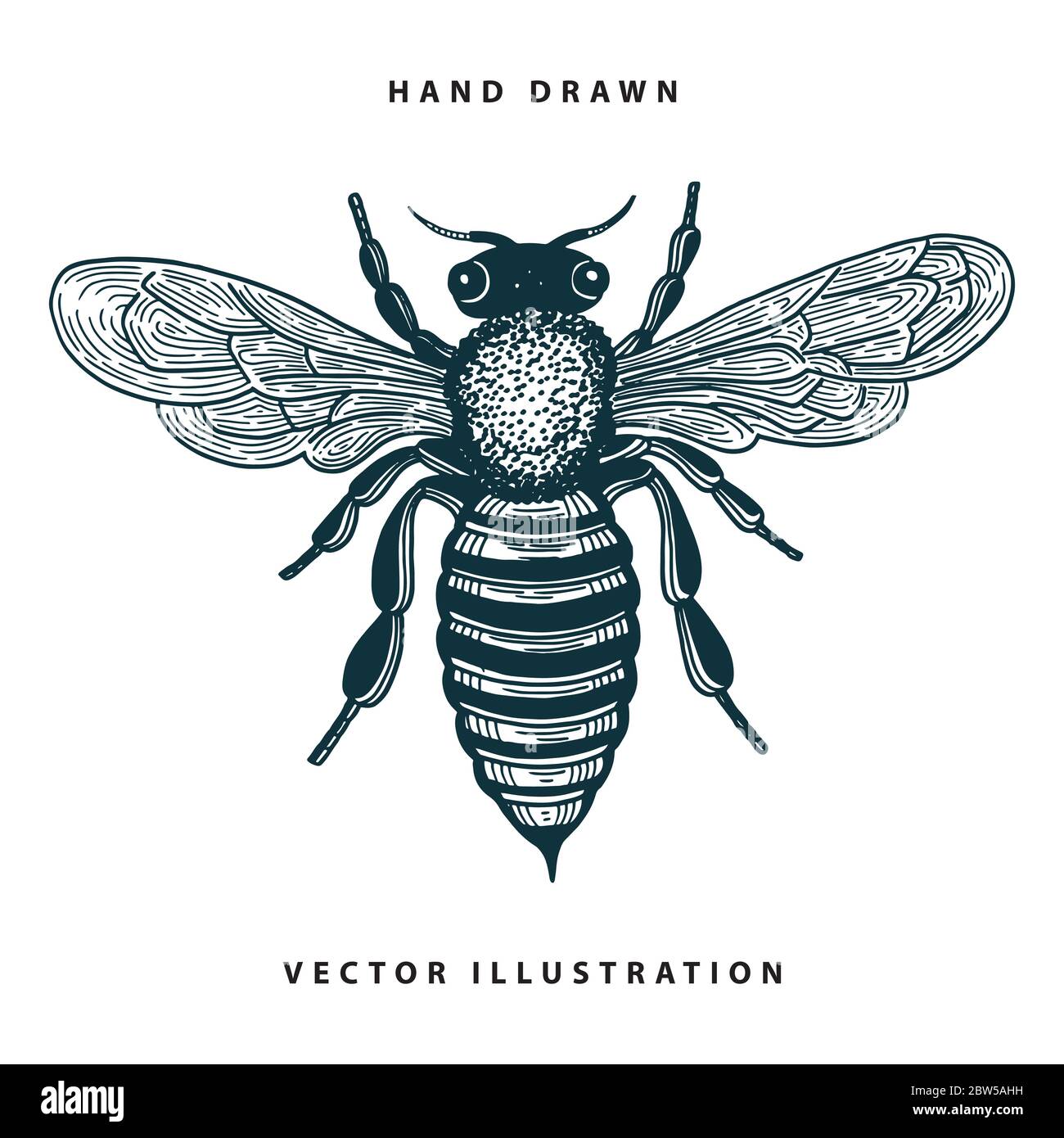 Vintage Honey Bee Illustration 9,800+ Vintage Bee Stock Illustrations,