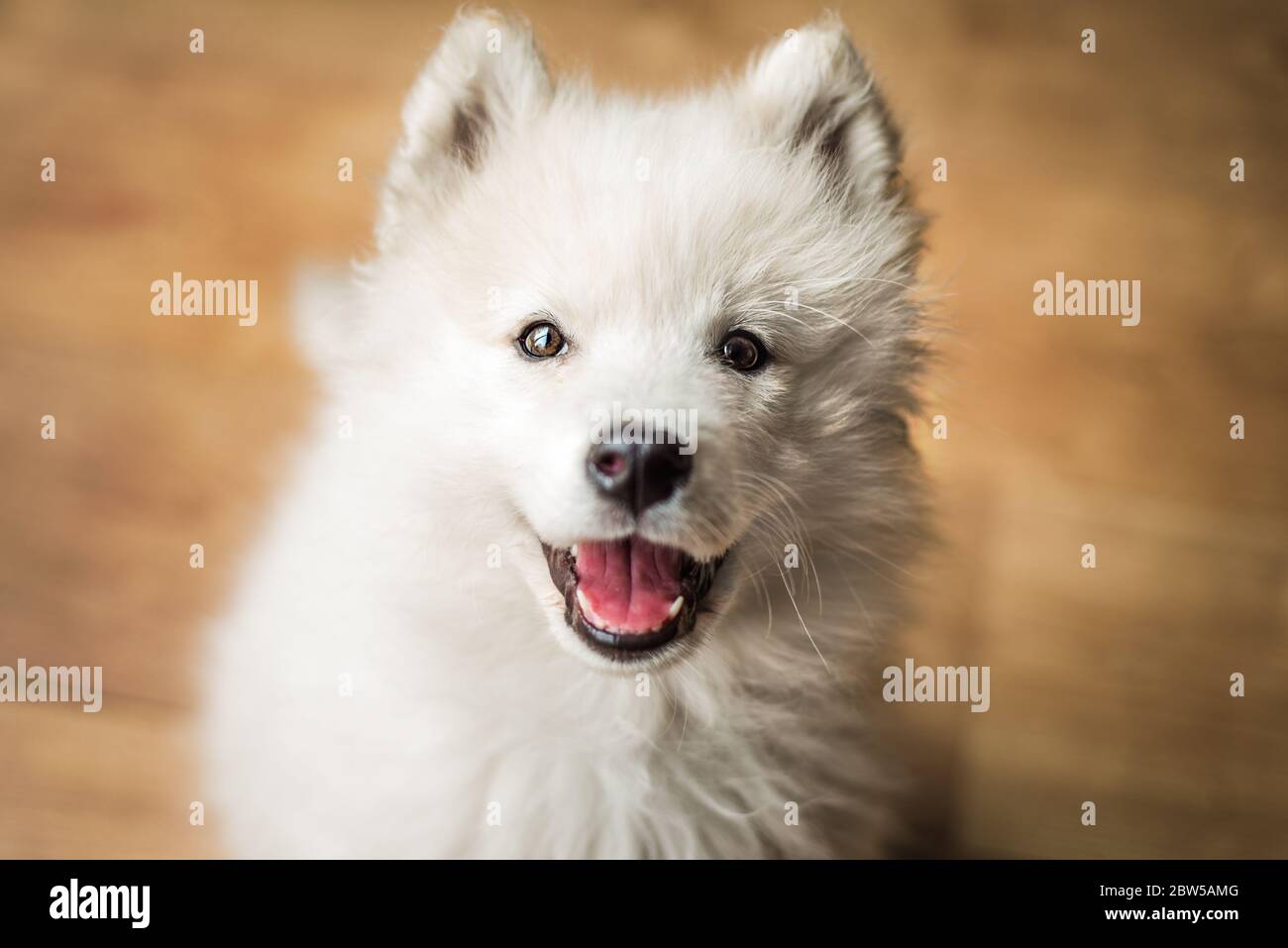 Cute, young, playful Samoyed puppy indoors looks up at the camera with ...