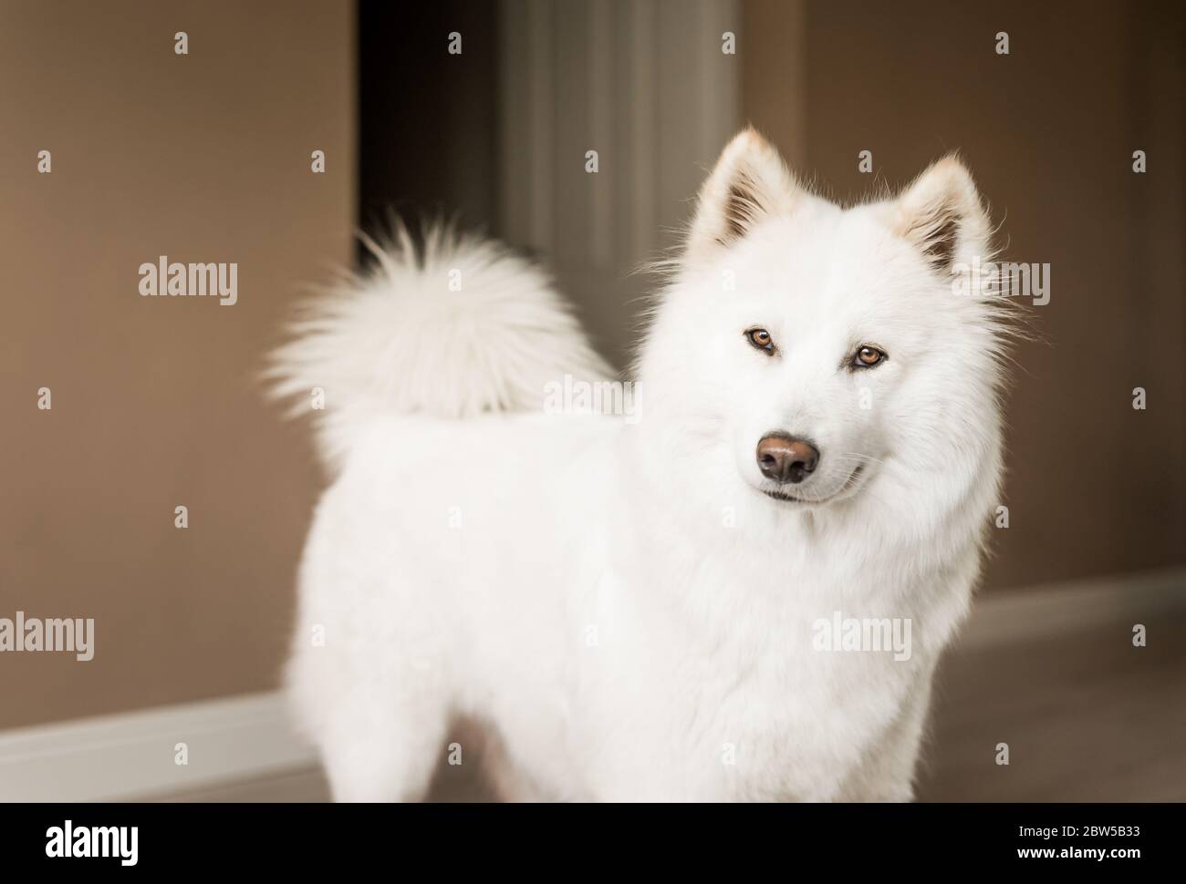 Cute, fluffy white Samoyed dog looks at the camera with a curious ...