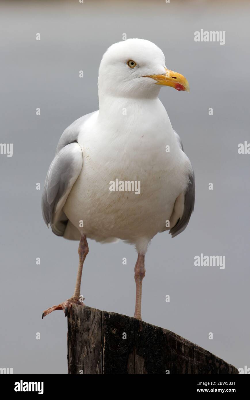 Uk resident species hi-res stock photography and images - Alamy