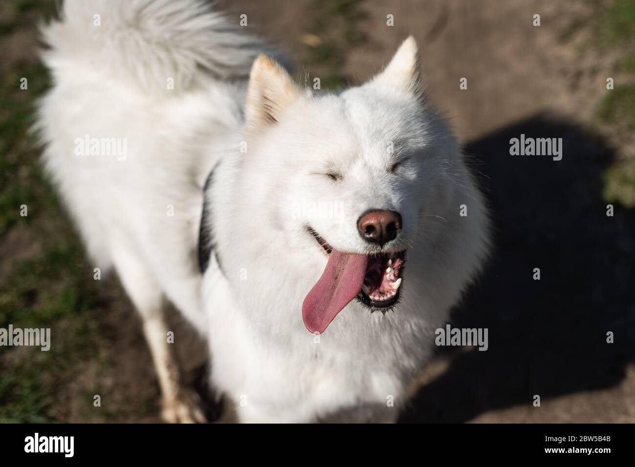 Samoyed with eyes closed, mouth open and tongue to the side on dirt and ...
