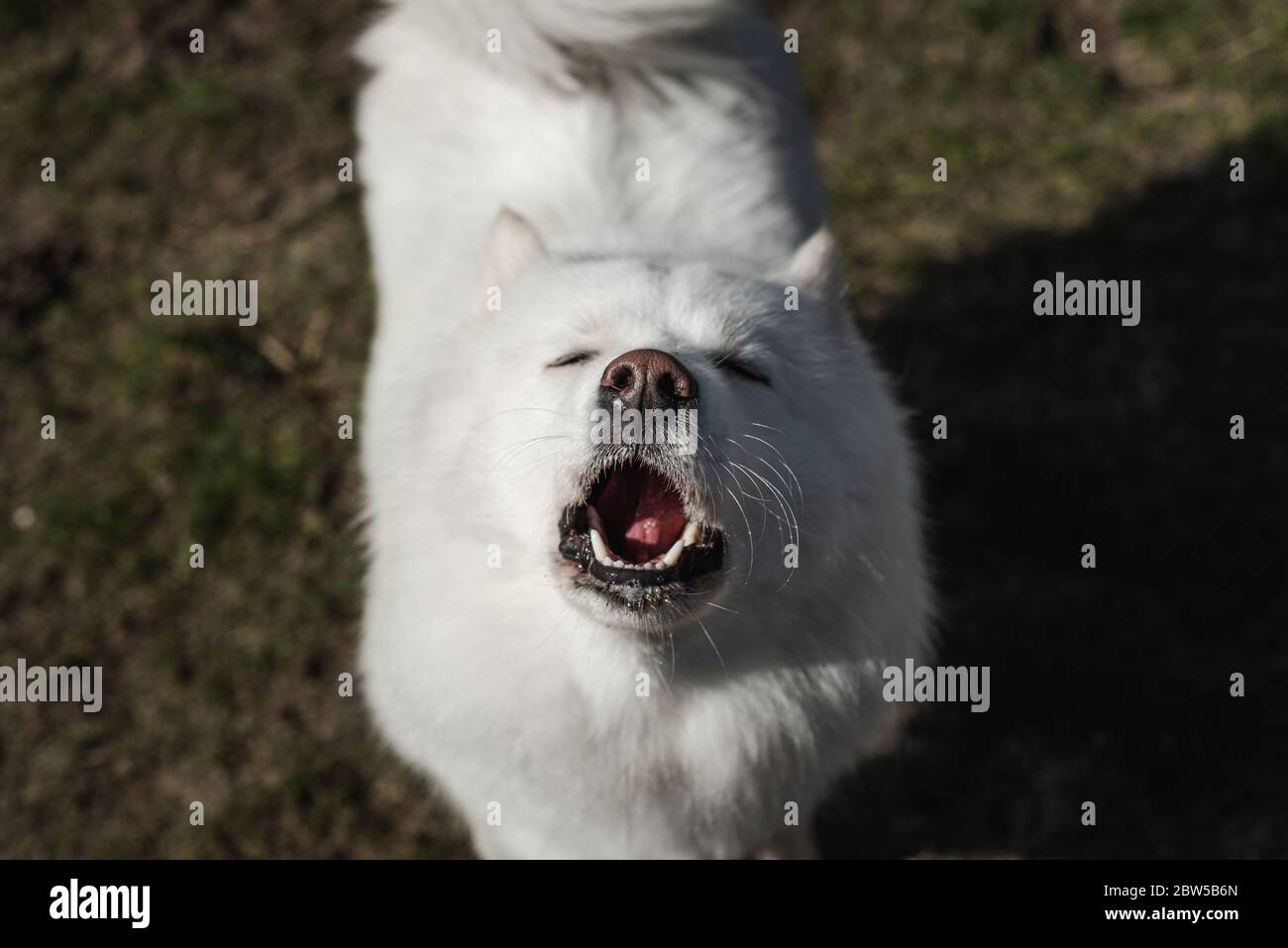 Samoyed barking, howling at camera on dirt and grass background Stock ...