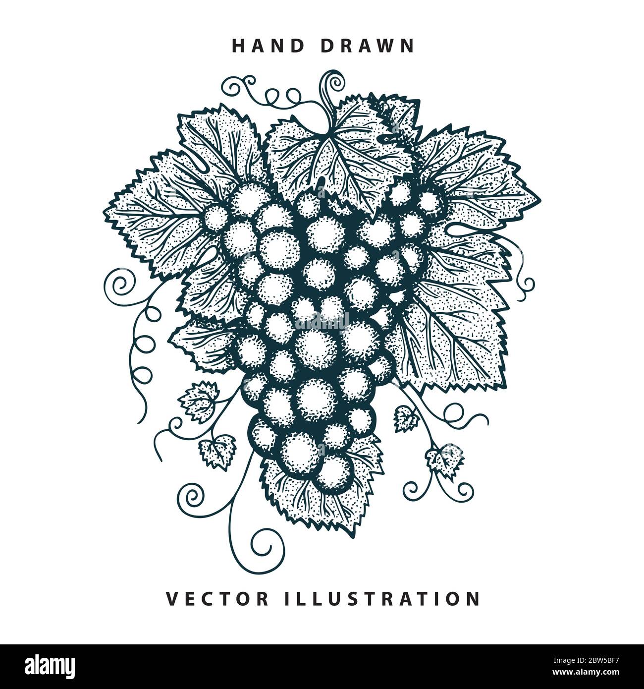 Grape. Grape bunch and vine hand drawn vector illustration. Grape and ...