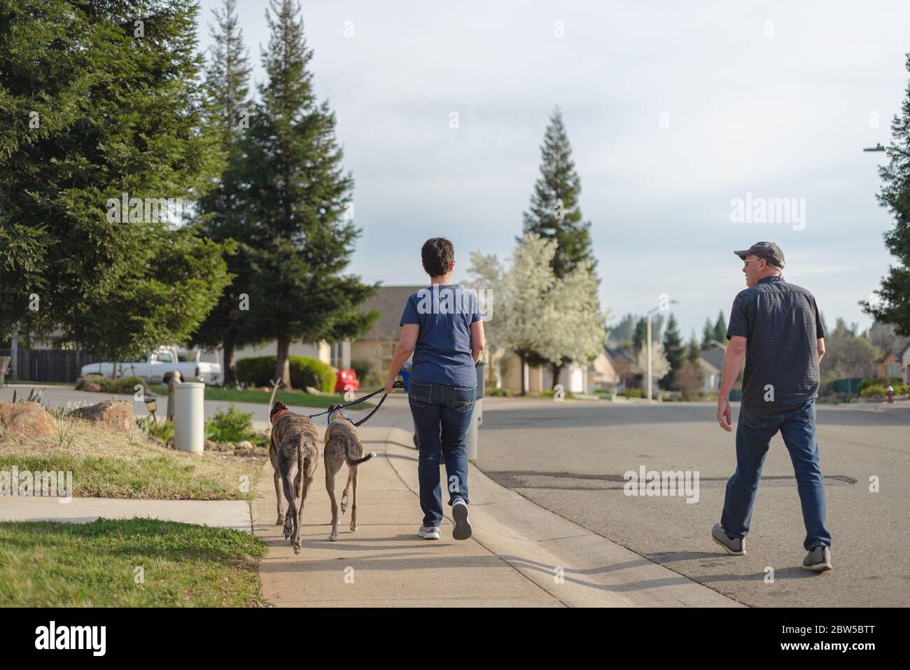 Neighborhood dog hi-res stock photography and images - Alamy