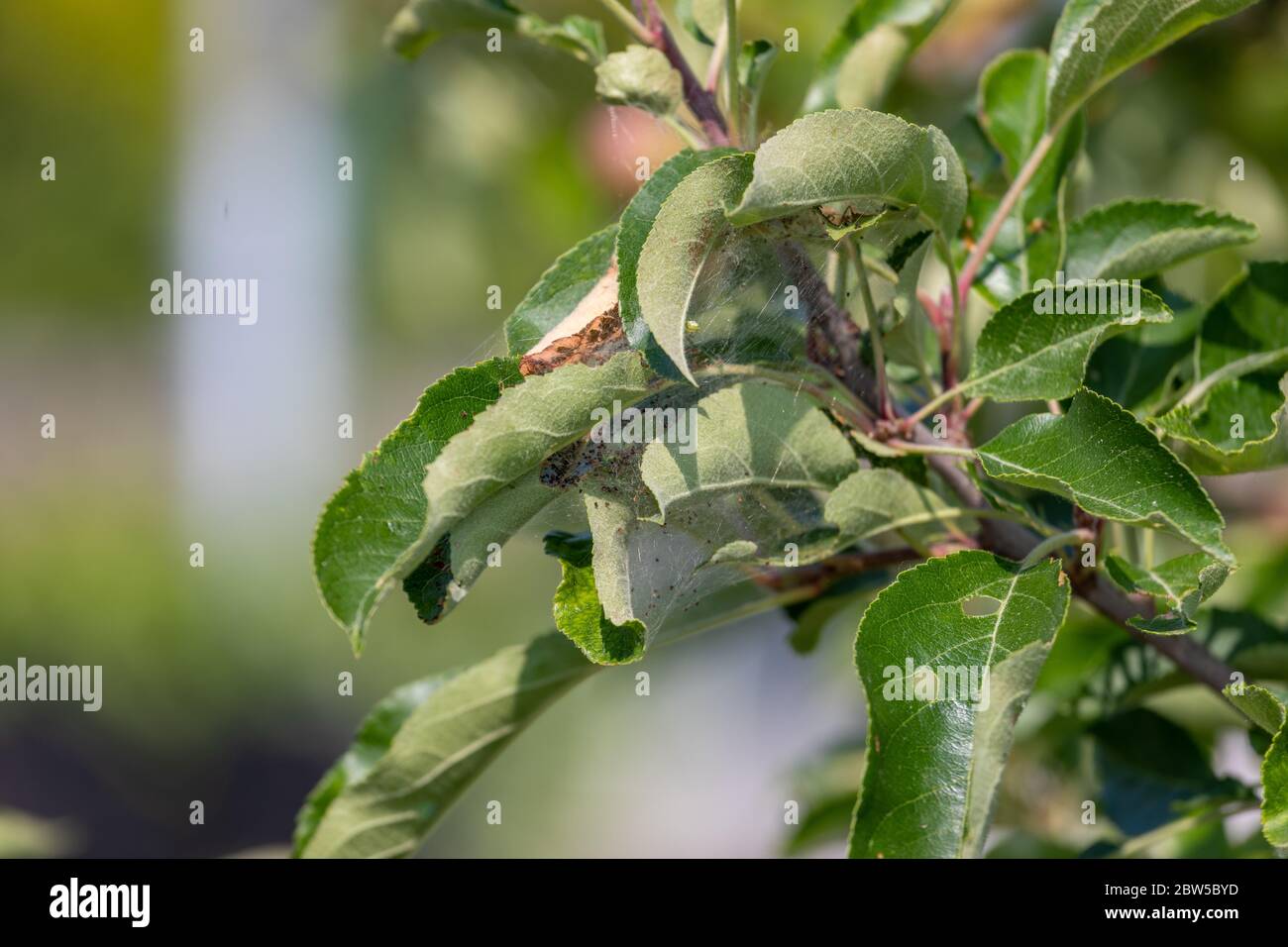 Webworms hi-res stock photography and images - Alamy