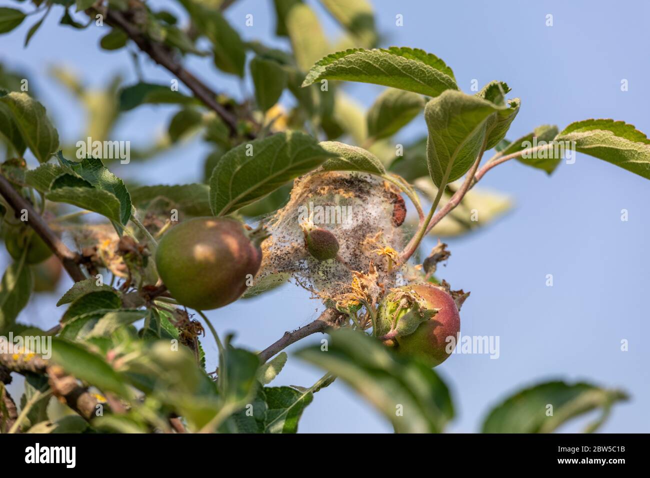 Webworms on tree branch, Apple Tree Stock Photo - Alamy