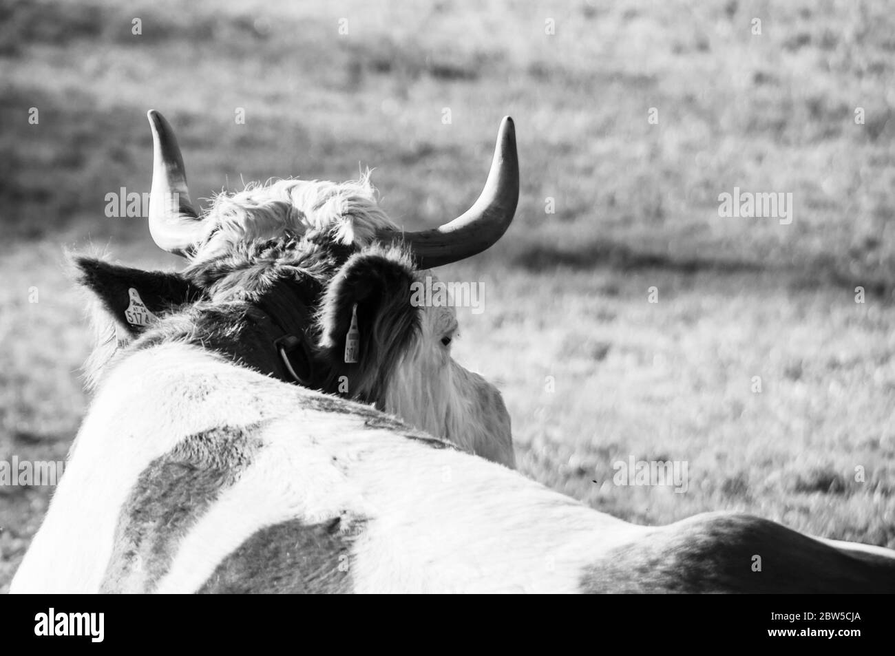 Dairy cow in meadow Black and White Stock Photos & Images - Alamy