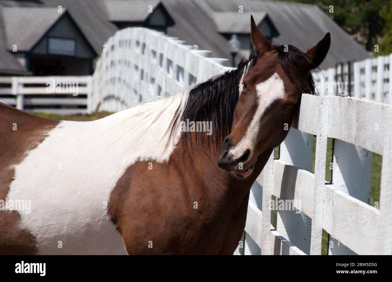 A horse scratching his head on a fence Stock Photo - Alamy