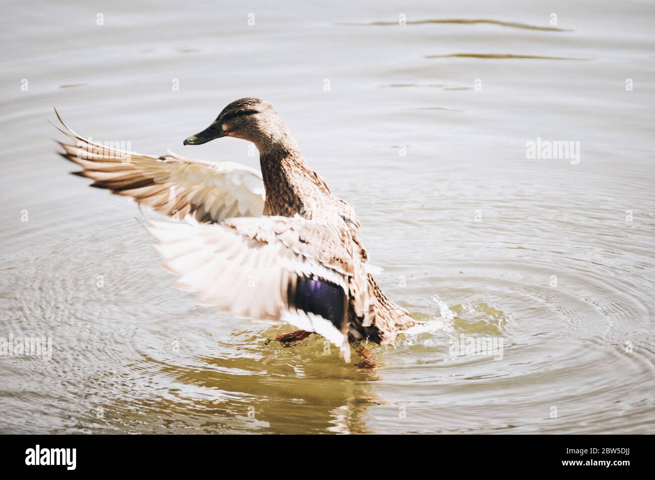 A duck taking off to fly Stock Photo - Alamy