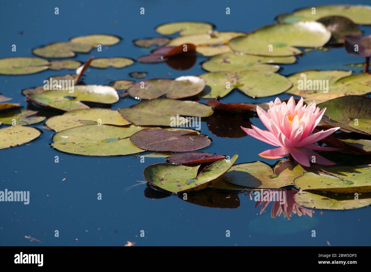 Pink water lilly Stock Photo - Alamy