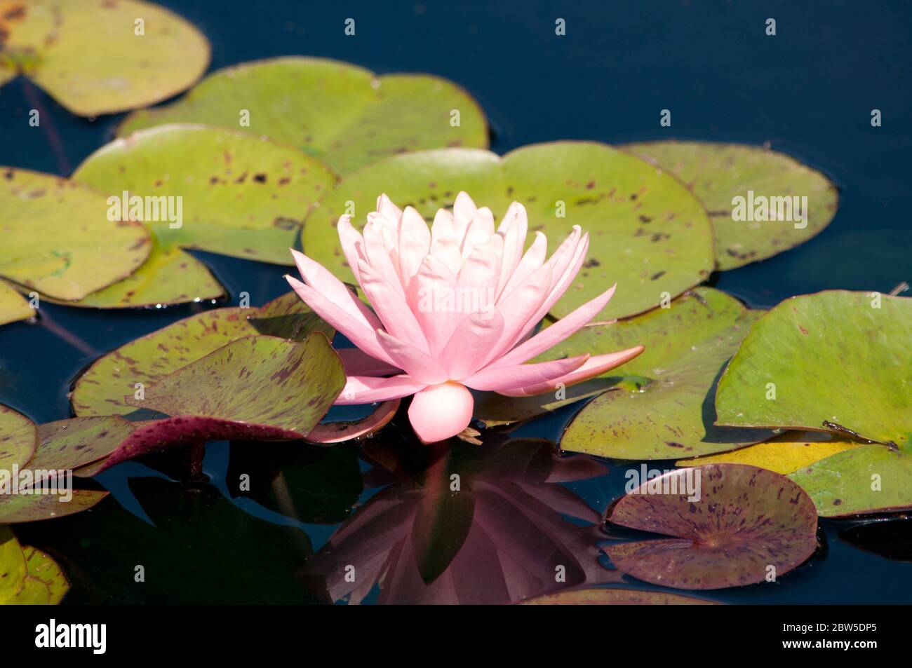 A pink lotus floating on water Stock Photo - Alamy