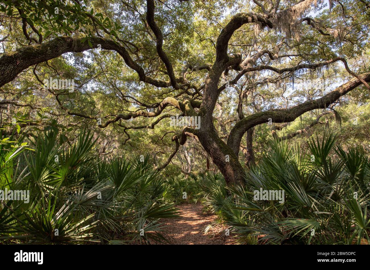 Live oak tree hi-res stock photography and images - Alamy
