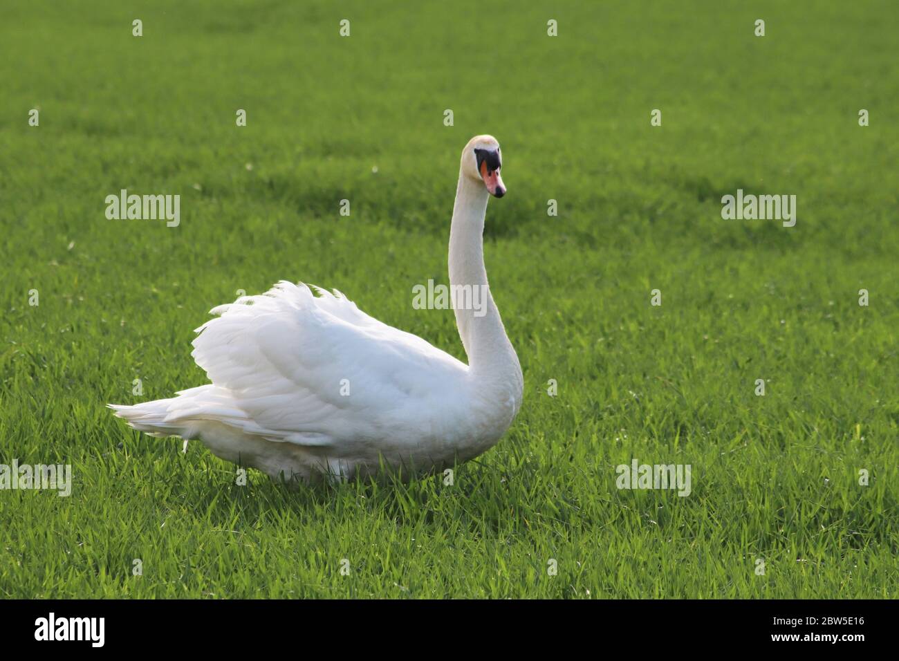 Swans in field of crops Stock Photo - Alamy