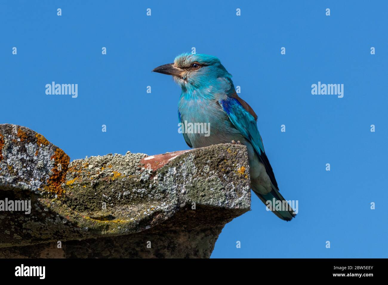 Colorful roller hi-res stock photography and images - Alamy