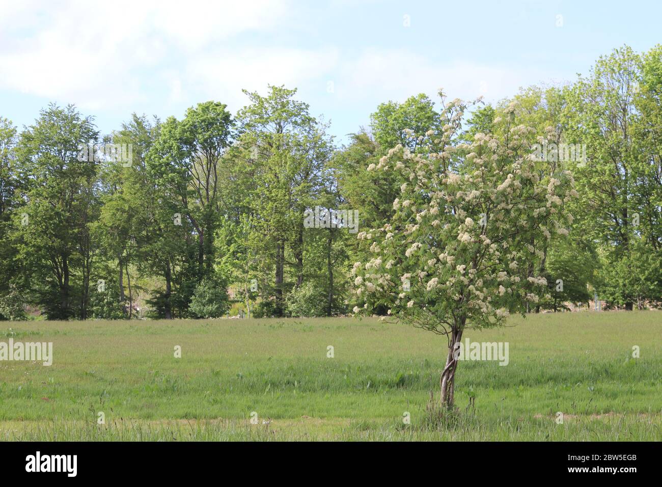 Tree in blossom Stock Photo - Alamy