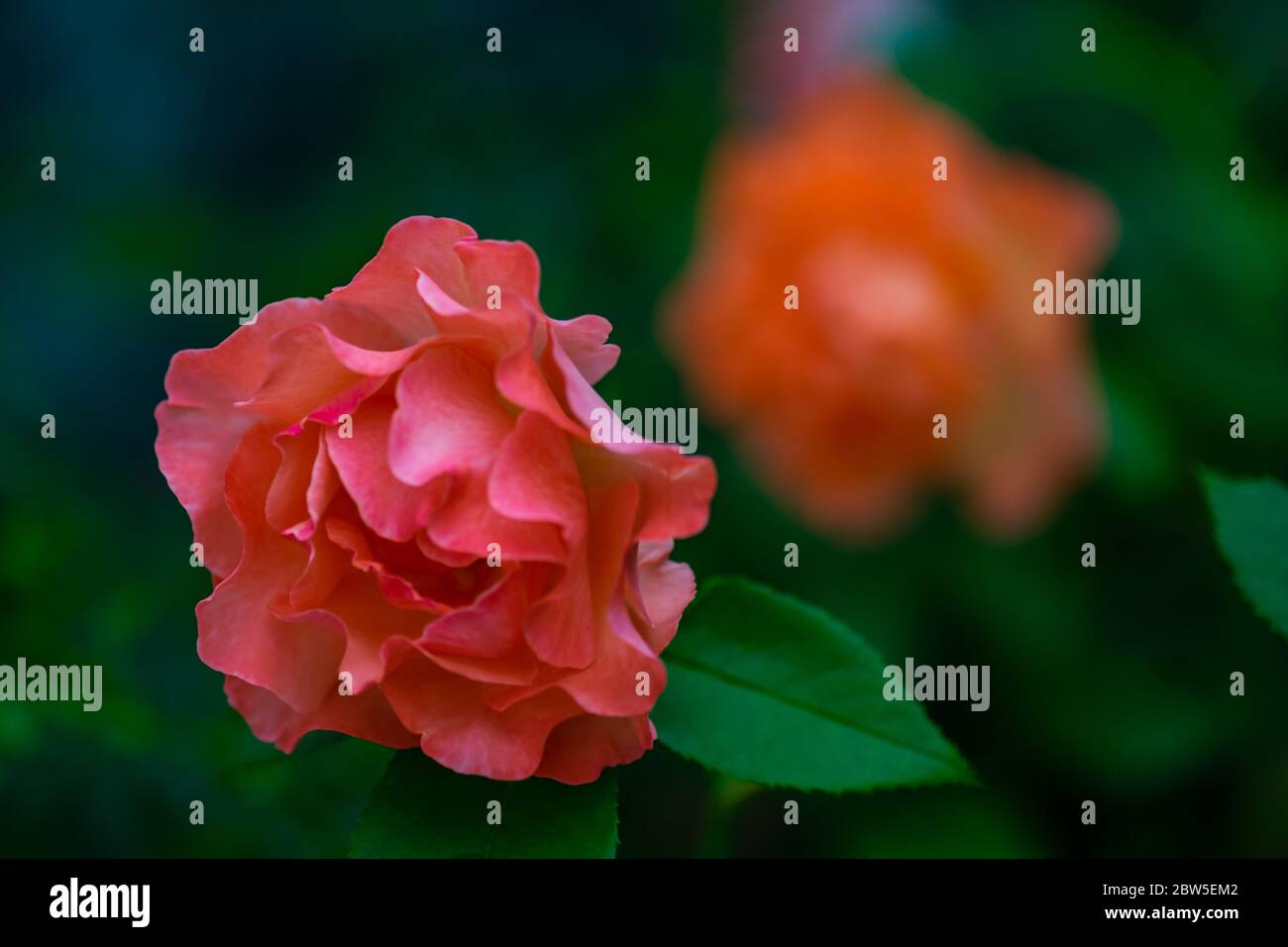 Ali baba rose hi-res stock photography and images - Alamy