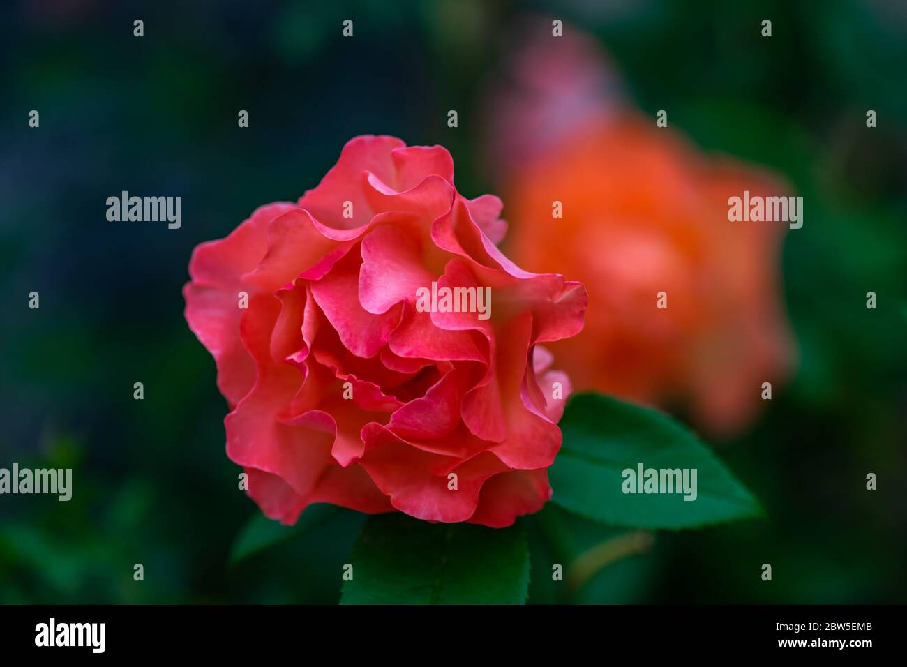 Blooming hot red rose Ali Baba type blooming in a garden after the rain ...