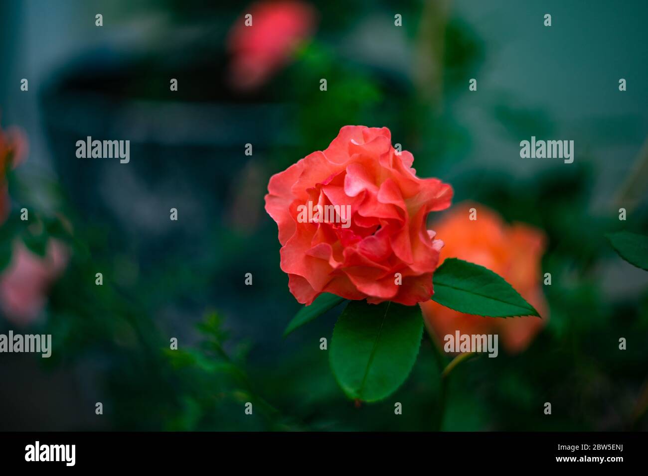 Rose and nature ali hi-res stock photography and images - Alamy