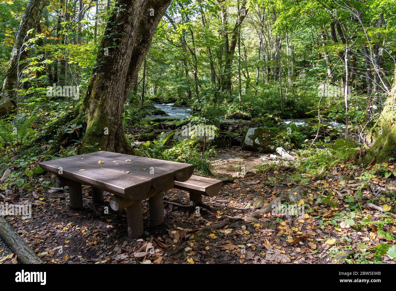 Wooden bench in the forest, beautiful nature scene in summer. Flowing ...