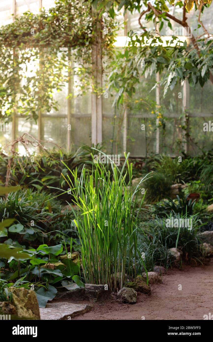 Swamp plants hi-res stock photography and images - Alamy