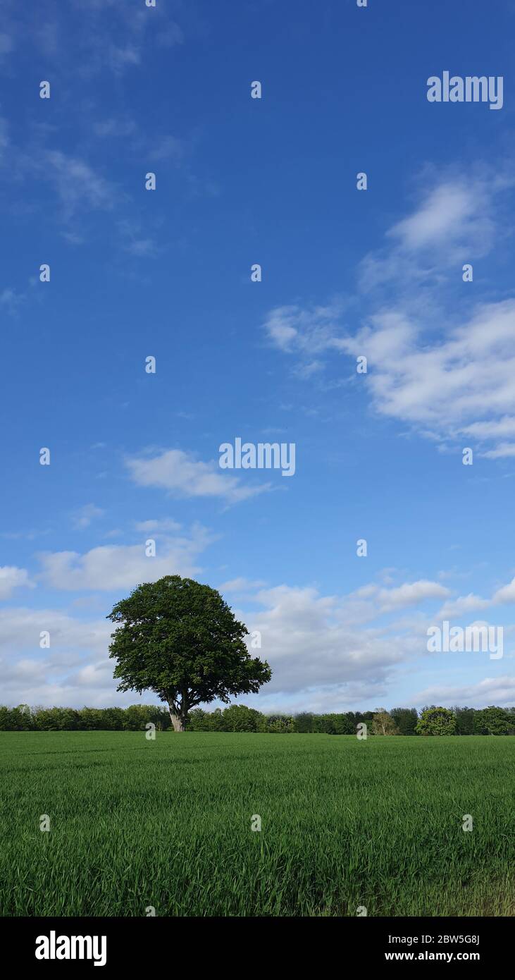 Lone tree in field Stock Photo - Alamy