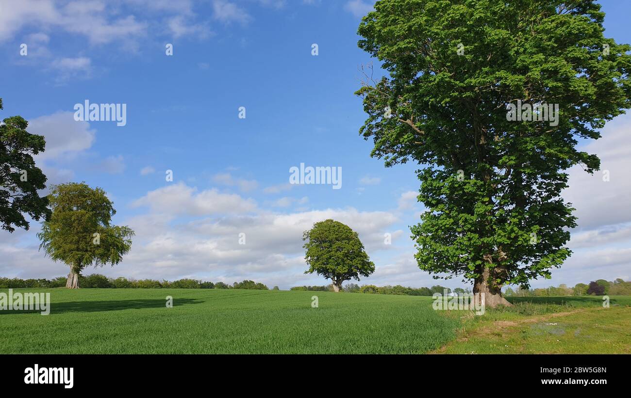 Big and small trees Stock Photo - Alamy