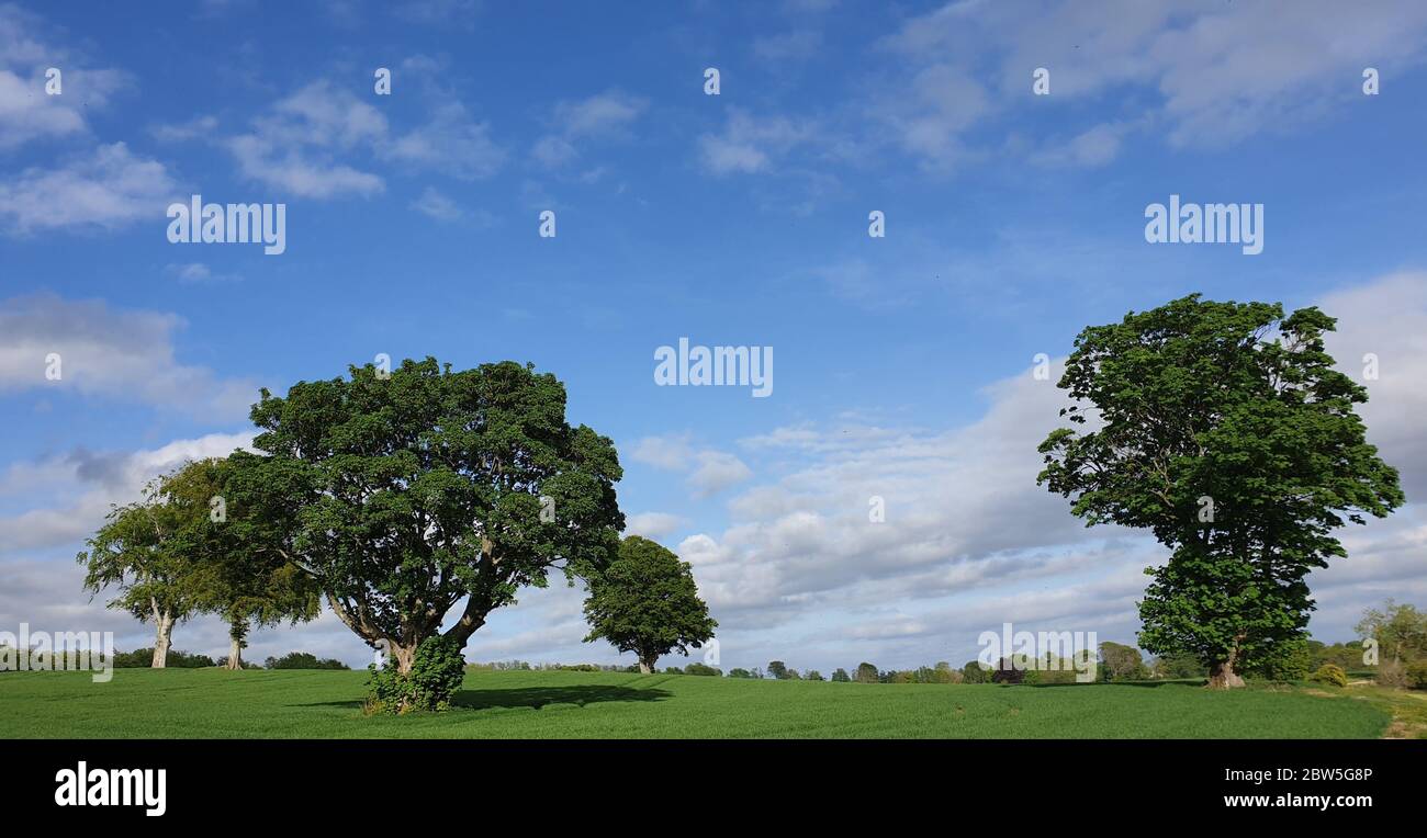 Big and small trees Stock Photo - Alamy