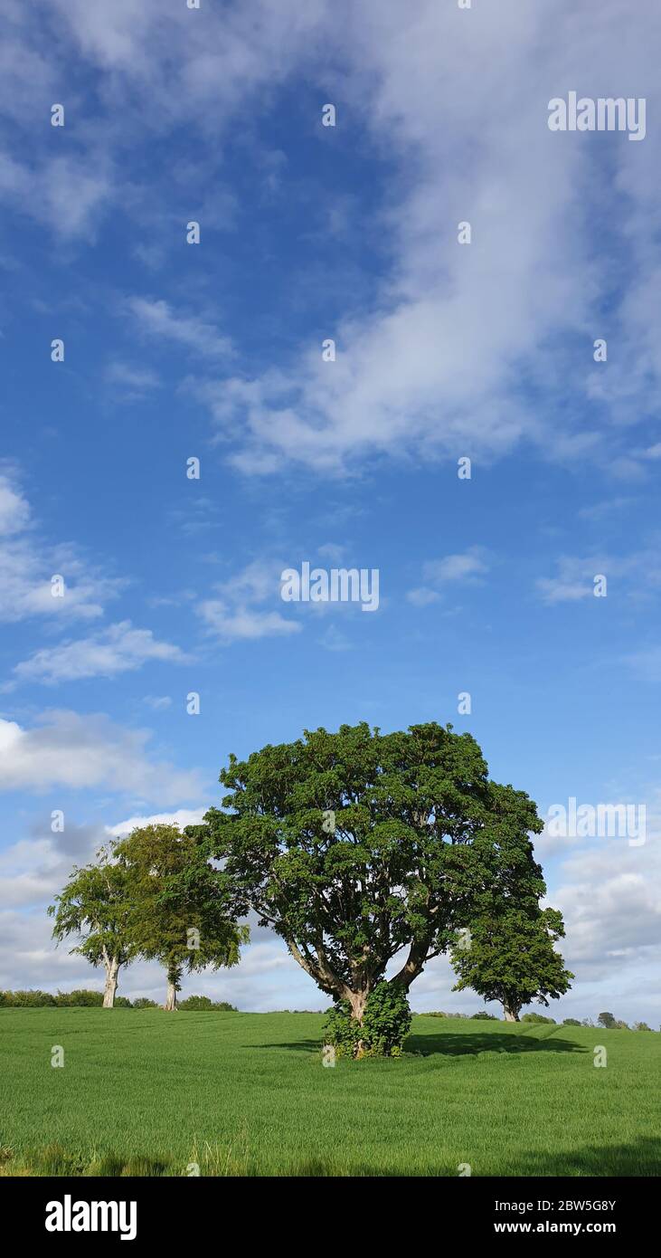 Big and small trees Stock Photo - Alamy