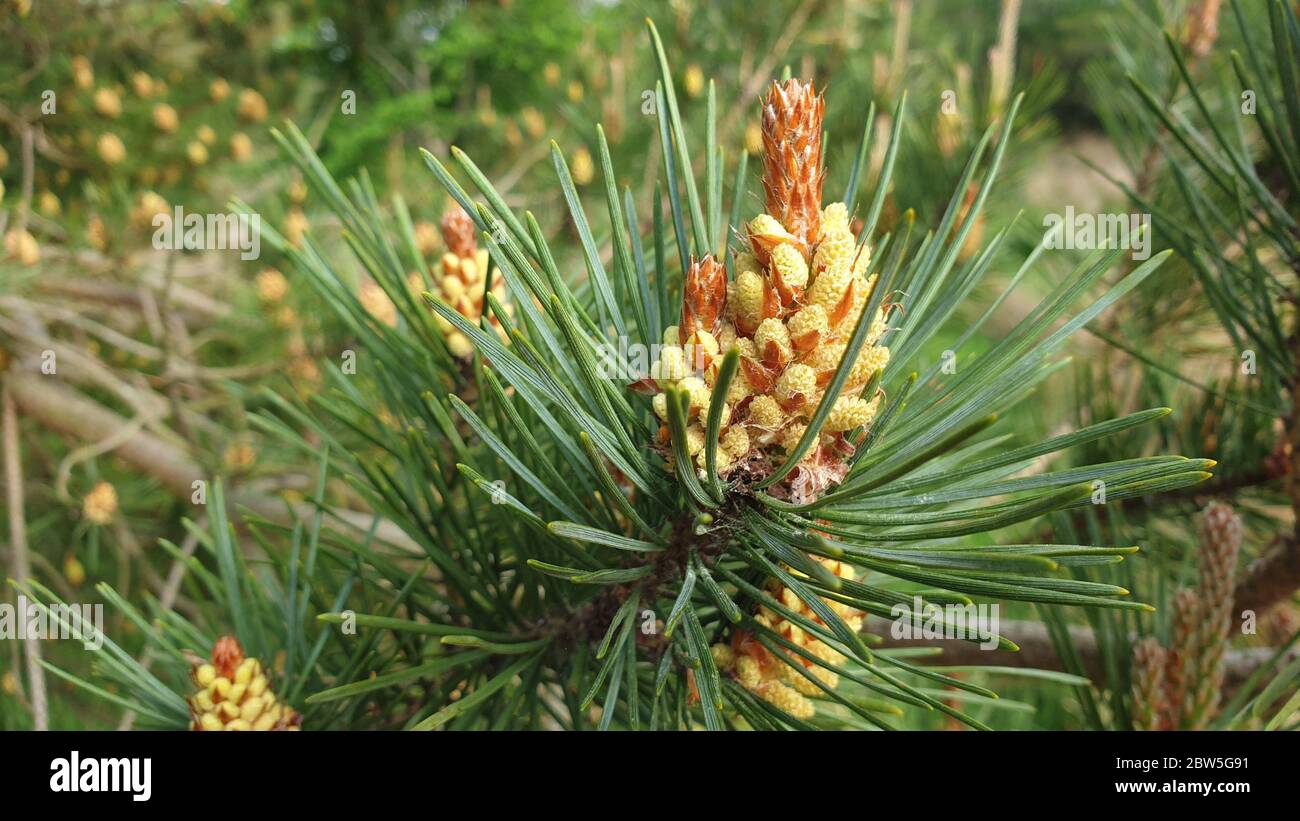 Scots pine trees Stock Photo - Alamy
