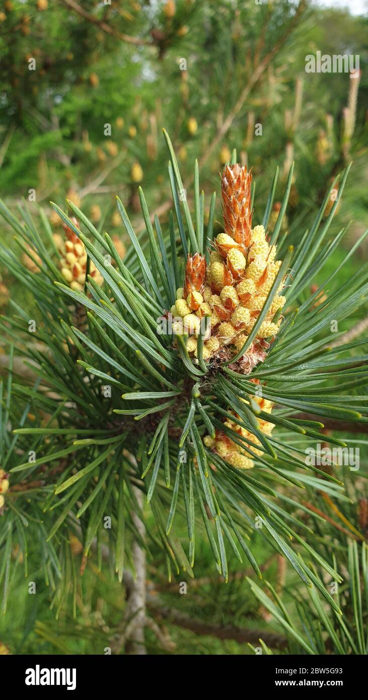 Scots pine trees Stock Photo - Alamy