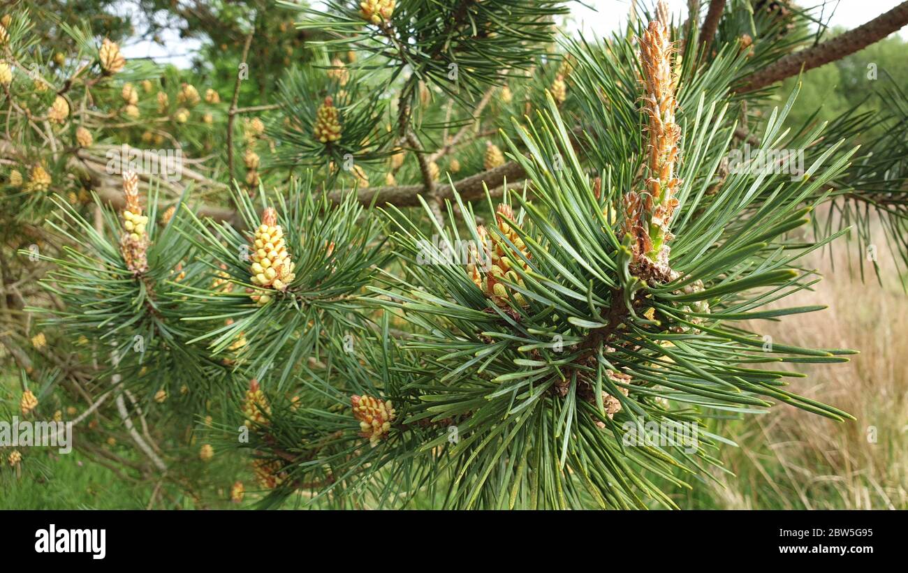 Scots pine trees Stock Photo - Alamy
