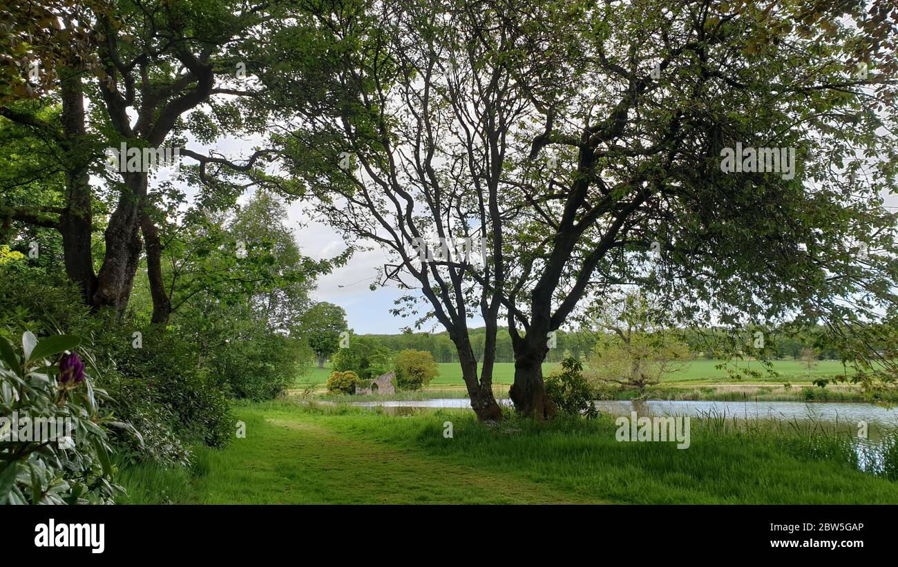 Trees by lakeside Stock Photo - Alamy