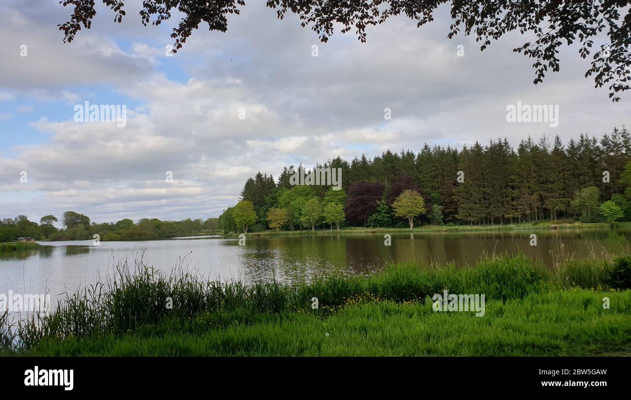 Trees by lakeside Stock Photo - Alamy