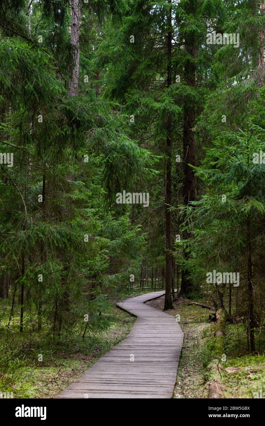 Footpath in national park through dark coniferous spruce forest hi-res ...