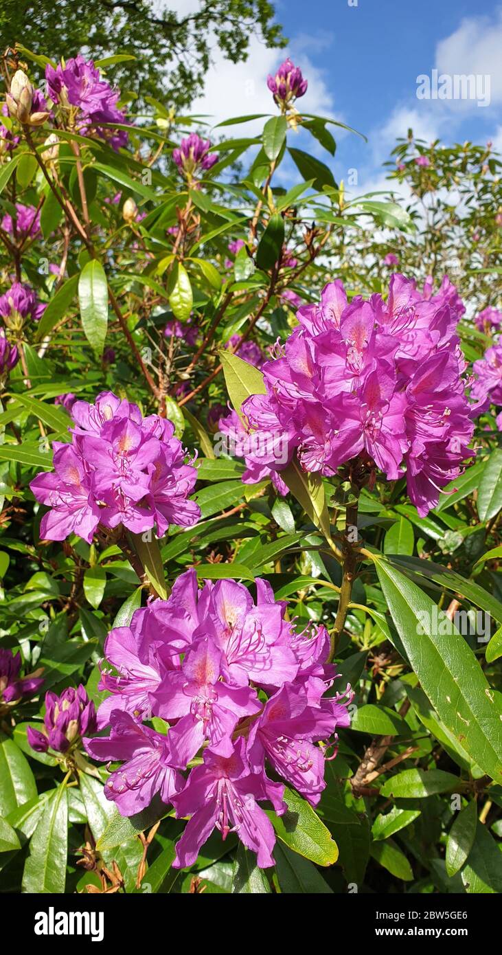 Pink rhododendron bush in close up Stock Photo - Alamy