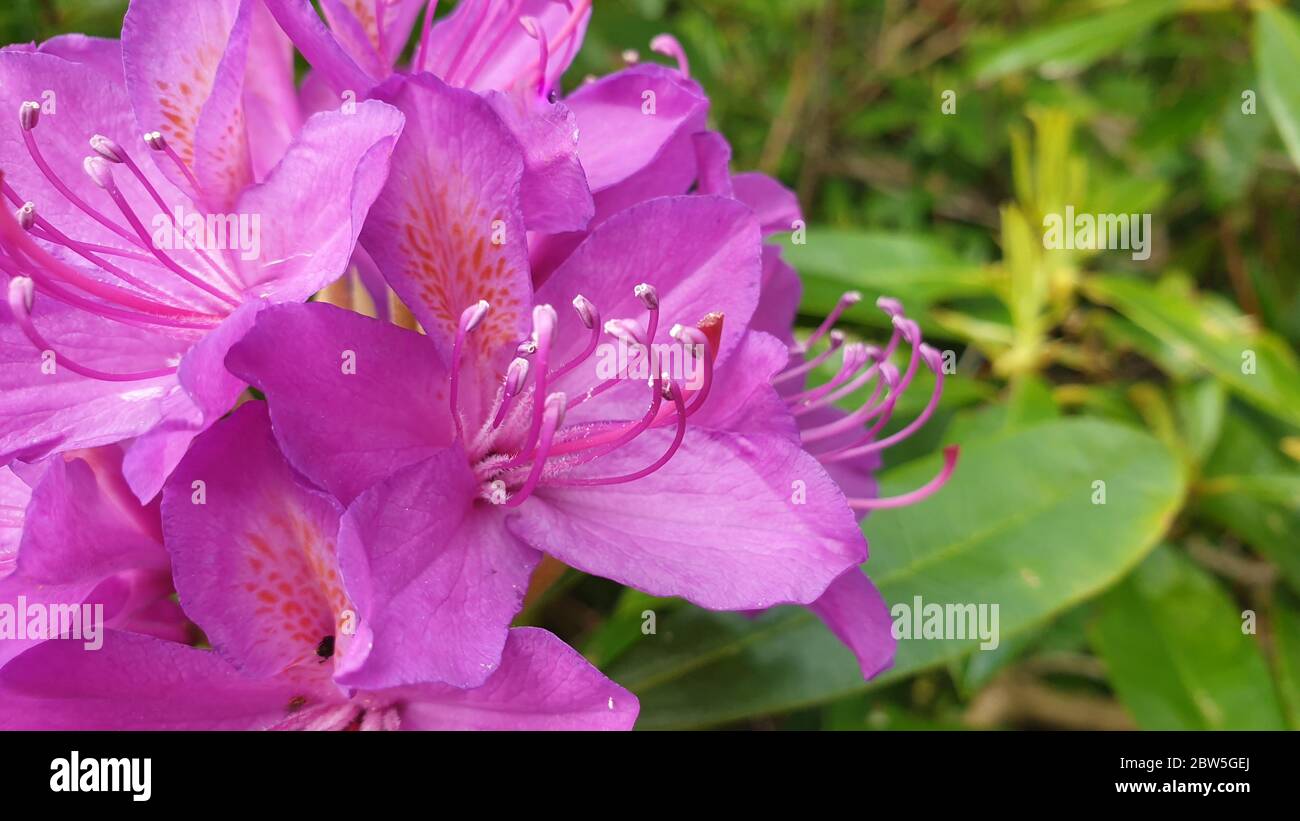 Pink rhododendron bush in close up Stock Photo - Alamy