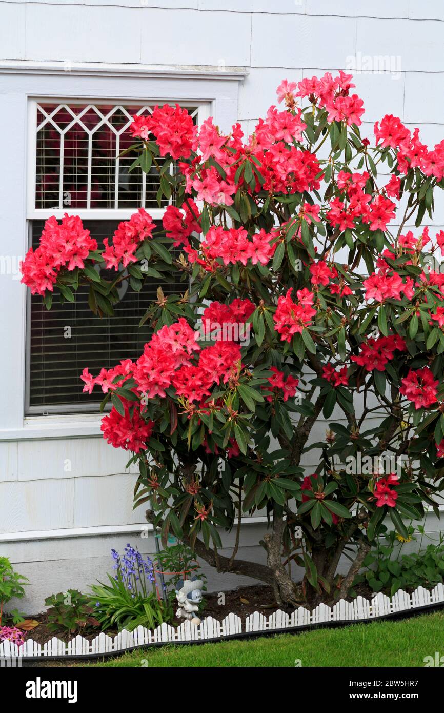 Coast azalea hi-res stock photography and images - Alamy