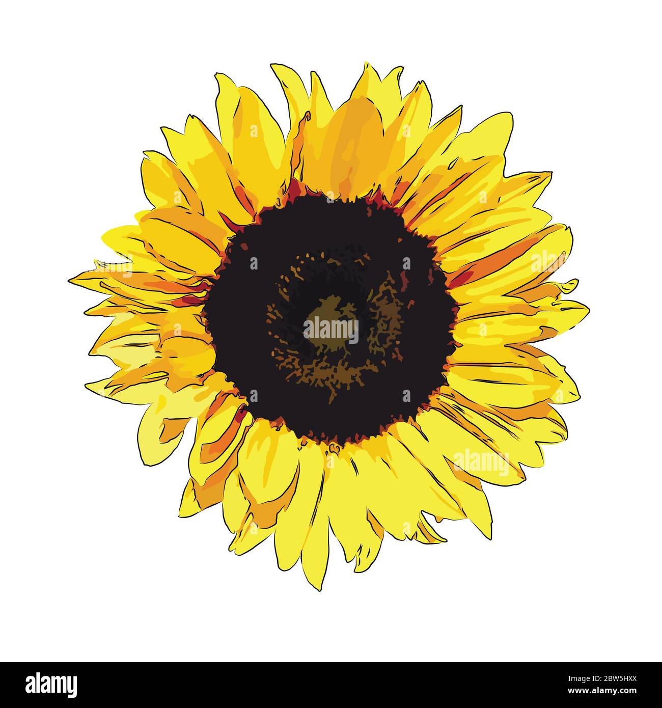 Sunflower on a white background isolated. Vector Illustration Stock ...
