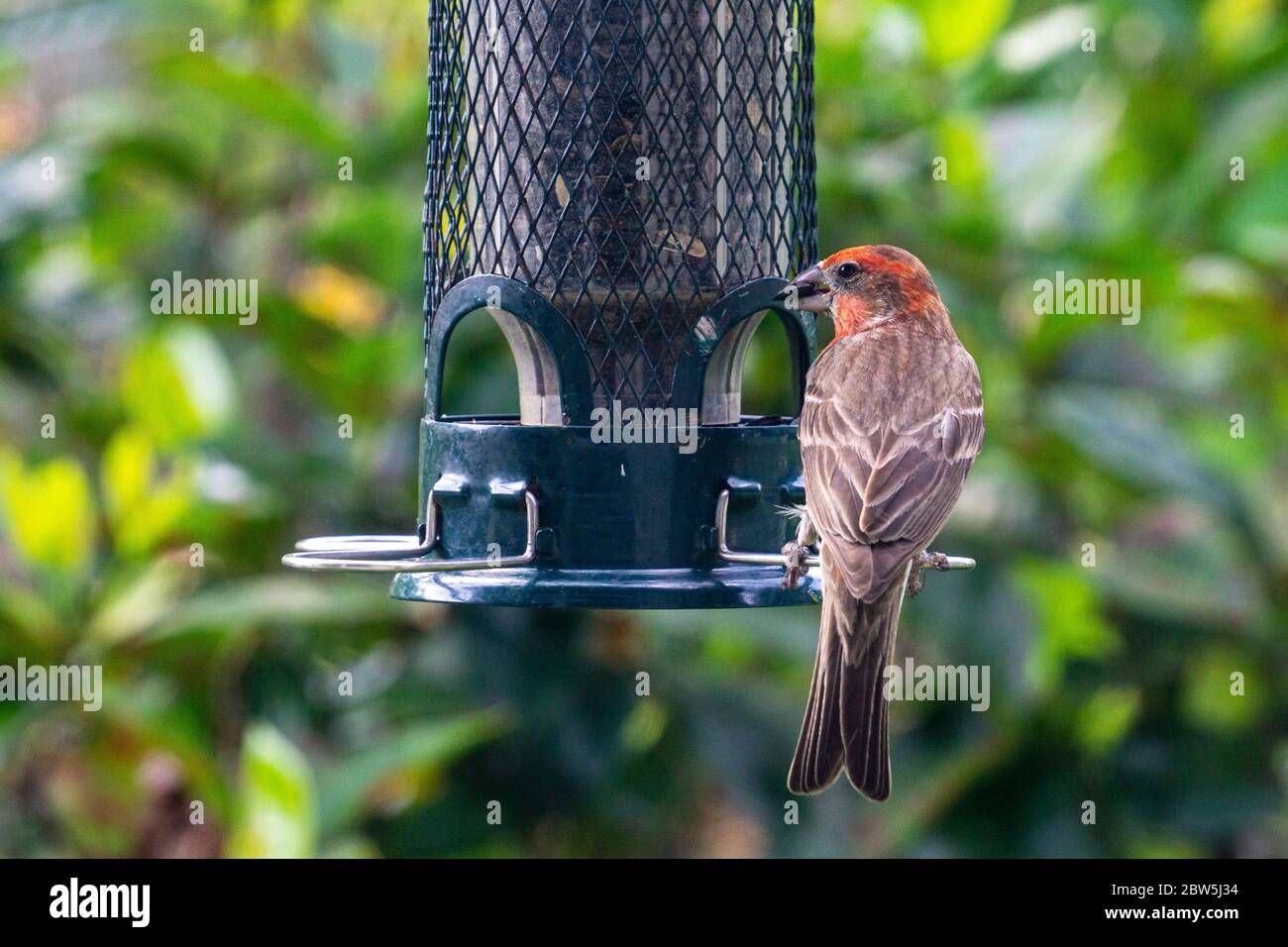 Finch male eating hi-res stock photography and images - Alamy
