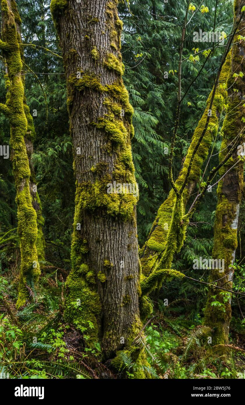 Tiger washington hi-res stock photography and images - Alamy