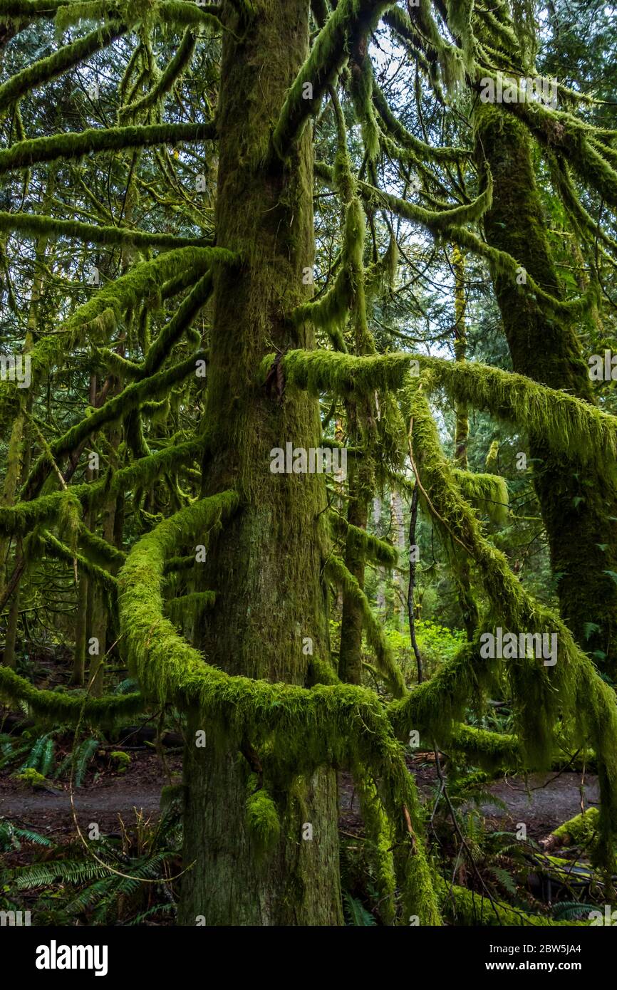 Wet tiger hi-res stock photography and images - Alamy