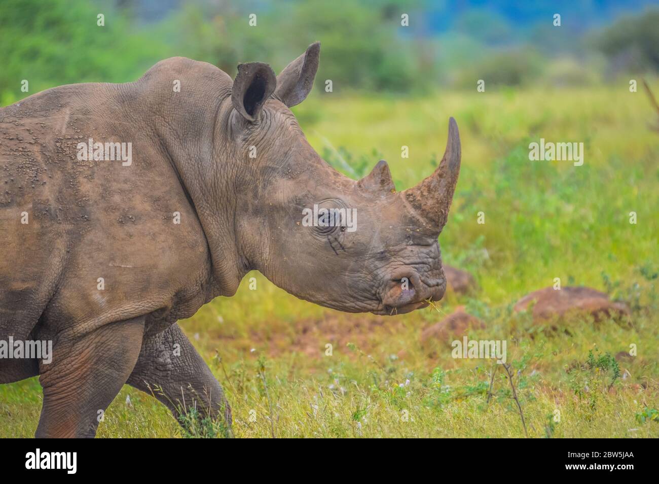 Male bull Cute White Rhino or Rhinoceros in a nature wild reserve in ...