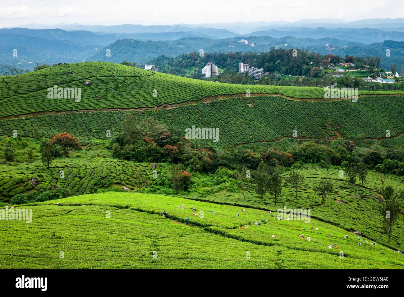 The neat rows of tea plants on a hillside seen from the 2nd Mile View ...